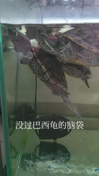 巴西龟冬眠怎么养_巴西龟冬眠注意事项-第1张图片-山城妙识