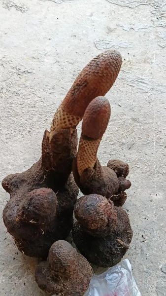 锁阳多少钱一斤_锁阳价格行情-第1张图片-山城妙识