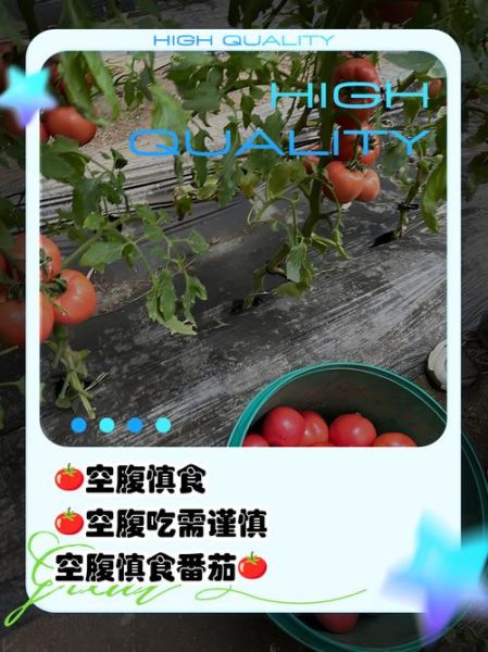 西红柿什么时候吃最好_空腹能吃吗-第2张图片-山城妙识