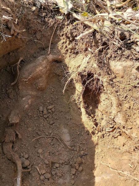 野生葛根粉多少钱一斤_正宗野生葛根粉价格-第1张图片-山城妙识