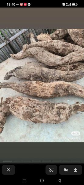 野生葛根粉多少钱一斤_正宗野生葛根粉价格-第2张图片-山城妙识