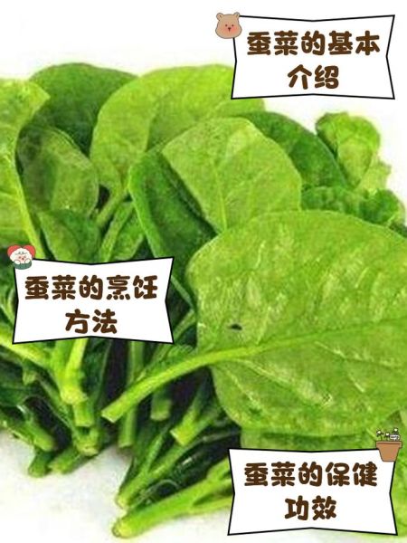 蚕菜是什么菜_蚕菜怎么吃最好吃-第2张图片-山城妙识