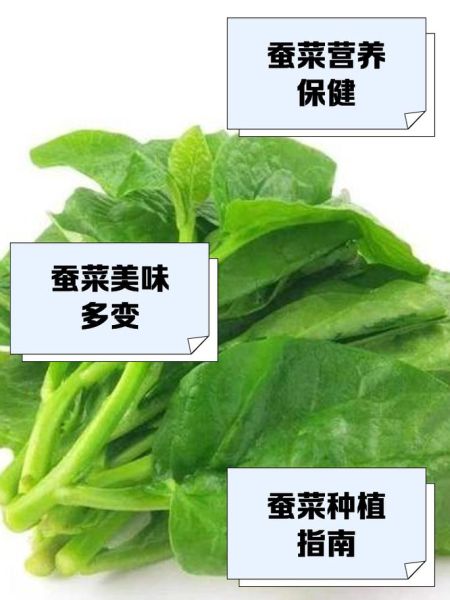 蚕菜是什么菜_蚕菜怎么吃最好吃-第3张图片-山城妙识