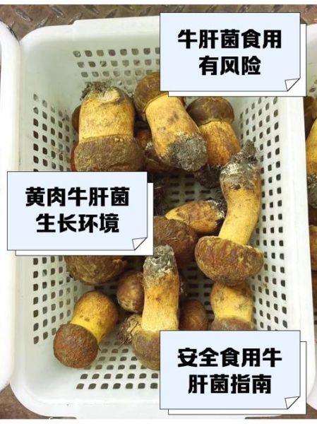 牛肝菌多少钱一斤_新鲜牛肝菌价格走势-第1张图片-山城妙识 牛肝菌多少钱一斤_新鲜牛肝菌价格走势-第1张图片-山城妙识