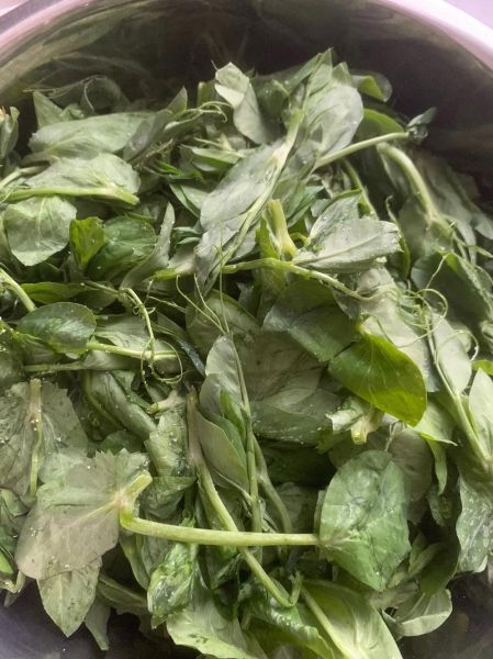 麻豌豆苗怎么做好吃_麻豌豆苗需要焯水吗-第3张图片-山城妙识 麻豌豆苗怎么做好吃_麻豌豆苗需要焯水吗-第3张图片-山城妙识