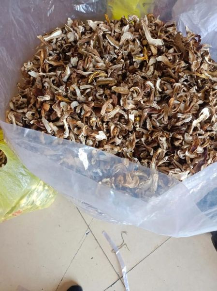 牛肝菌多少钱一斤_新鲜牛肝菌价格走势-第2张图片-山城妙识 牛肝菌多少钱一斤_新鲜牛肝菌价格走势-第2张图片-山城妙识