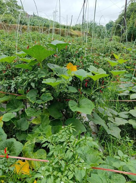 空心菜怎么摘_空心菜摘心技巧-第1张图片-山城妙识