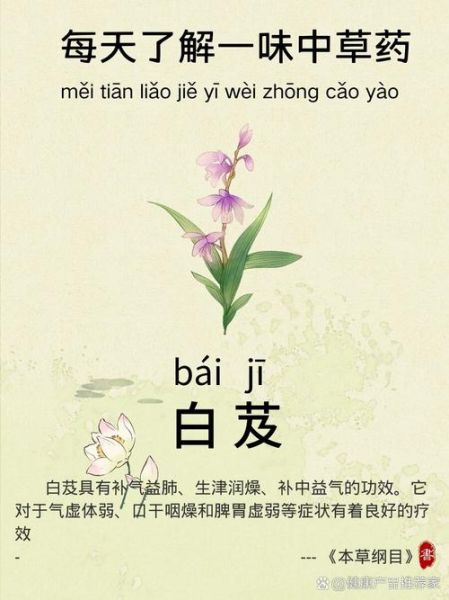 白芨的功效与作用有哪些_白芨主治什么病-第1张图片-山城妙识