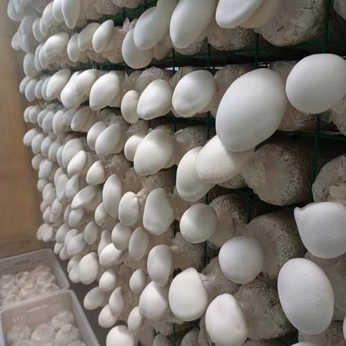 白灵菇的营养价值_白灵菇的功效与作用-第3张图片-山城妙识 白灵菇的营养价值_白灵菇的功效与作用-第3张图片-山城妙识