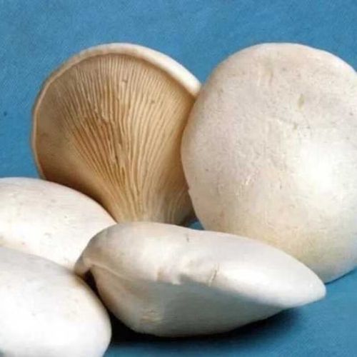 白灵菇的营养价值_白灵菇的功效与作用-第2张图片-山城妙识 白灵菇的营养价值_白灵菇的功效与作用-第2张图片-山城妙识
