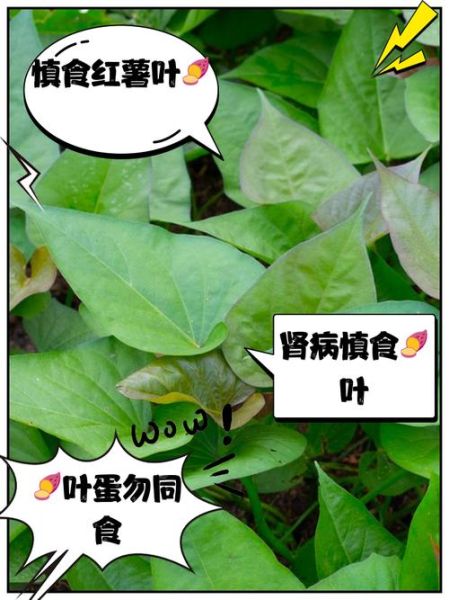 长期吃红薯叶有什么危害_红薯叶吃多了会怎样-第1张图片-山城妙识 长期吃红薯叶有什么危害_红薯叶吃多了会怎样-第1张图片-山城妙识