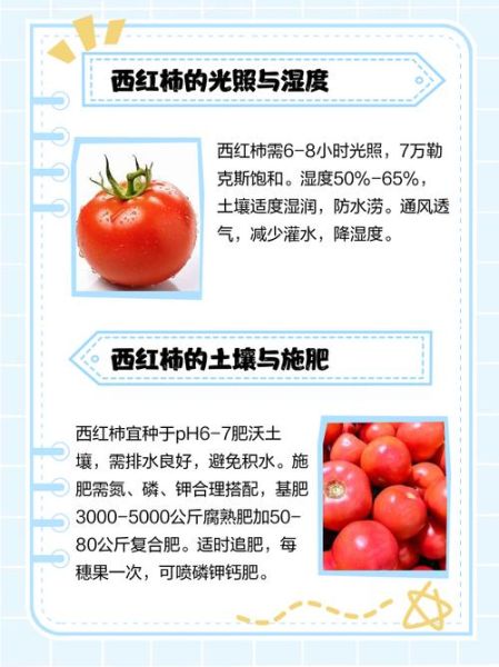 西红柿的营养价值有哪些_西红柿的功效与作用-第3张图片-山城妙识