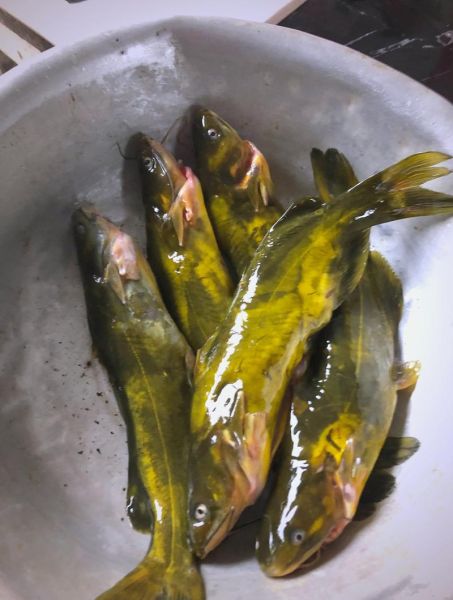 葛鱼图片_葛鱼长什么样-第2张图片-山城妙识 葛鱼图片_葛鱼长什么样-第2张图片-山城妙识