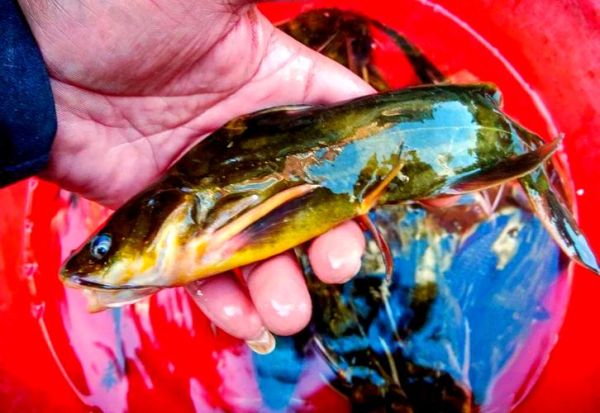 葛鱼图片_葛鱼长什么样-第1张图片-山城妙识 葛鱼图片_葛鱼长什么样-第1张图片-山城妙识