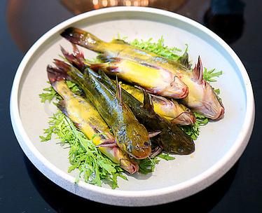 葛鱼图片_葛鱼长什么样-第3张图片-山城妙识 葛鱼图片_葛鱼长什么样-第3张图片-山城妙识