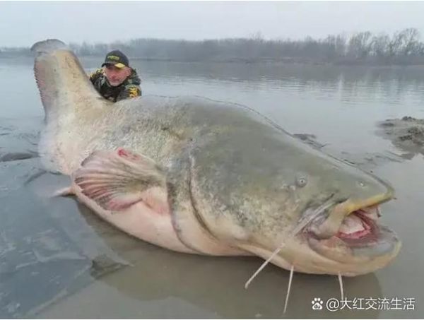 鲶鱼国宝是什么_鲶鱼国宝图片怎么拍-第1张图片-山城妙识