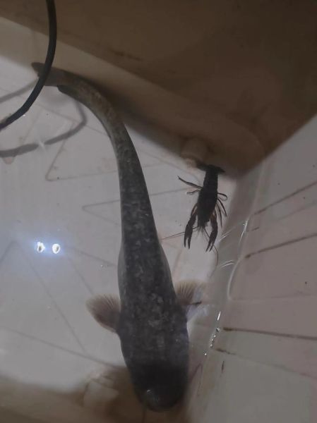 鲶鱼国宝是什么_鲶鱼国宝图片怎么拍-第2张图片-山城妙识