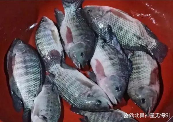 鲶鱼国宝是什么_鲶鱼国宝图片怎么拍-第3张图片-山城妙识