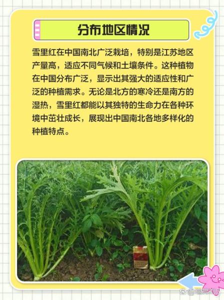 雪里红什么人不能吃_四种人不能吃雪里红-第3张图片-山城妙识 雪里红什么人不能吃_四种人不能吃雪里红-第3张图片-山城妙识