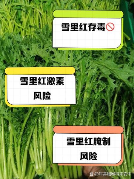 雪里红什么人不能吃_四种人不能吃雪里红-第1张图片-山城妙识 雪里红什么人不能吃_四种人不能吃雪里红-第1张图片-山城妙识