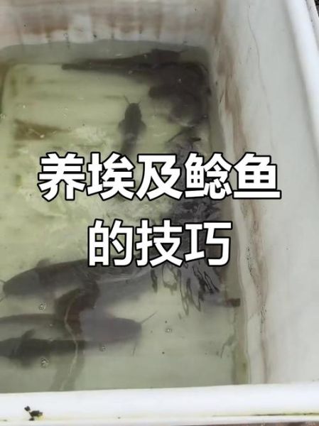 埃及鲶鱼怎么养_埃及鲶鱼能吃吗-第1张图片-山城妙识 埃及鲶鱼怎么养_埃及鲶鱼能吃吗-第1张图片-山城妙识