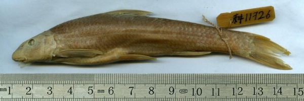 鲦鱼怎么养_鲦鱼吃什么长得快-第3张图片-山城妙识