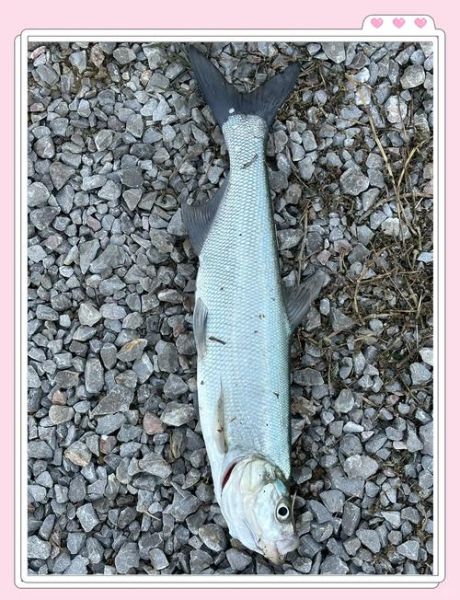 鲦鱼怎么养_鲦鱼吃什么长得快-第1张图片-山城妙识