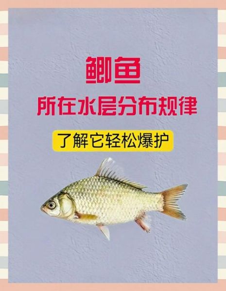 钓鲫鱼用什么饵料好_野钓鲫鱼怎么选钓位-第1张图片-山城妙识