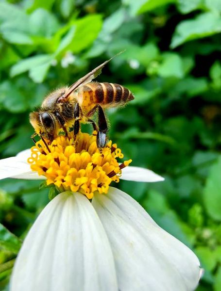 蜜蜂图片怎么拍_蜜蜂图片高清壁纸下载-第1张图片-山城妙识 蜜蜂图片怎么拍_蜜蜂图片高清壁纸下载-第1张图片-山城妙识