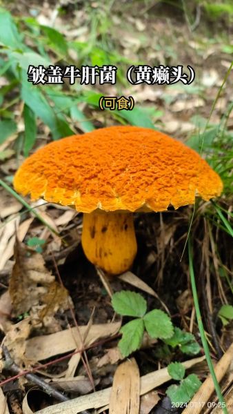 黄粘盖牛肝菌能吃吗_黄粘盖牛肝菌怎么区分-第1张图片-山城妙识 黄粘盖牛肝菌能吃吗_黄粘盖牛肝菌怎么区分-第1张图片-山城妙识