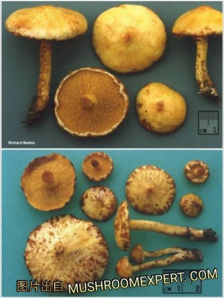 黄粘盖牛肝菌能吃吗_黄粘盖牛肝菌怎么区分-第2张图片-山城妙识 黄粘盖牛肝菌能吃吗_黄粘盖牛肝菌怎么区分-第2张图片-山城妙识