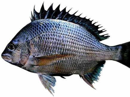 黑鲷鱼多少钱一斤2021_2021年黑鲷鱼价格走势-第2张图片-山城妙识