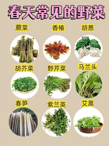 野菜有哪些_野菜怎么辨别能吃吗-第1张图片-山城妙识