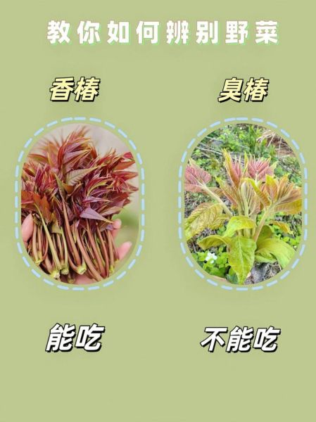 野菜有哪些_野菜怎么辨别能吃吗-第3张图片-山城妙识