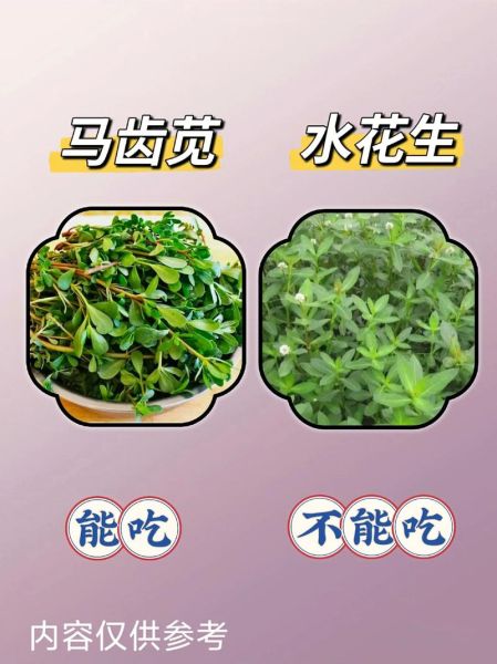 野菜有哪些_野菜怎么辨别能吃吗-第2张图片-山城妙识