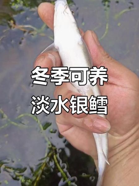 淡水银鳕鱼吃什么饵料_如何自制高效饵-第1张图片-山城妙识