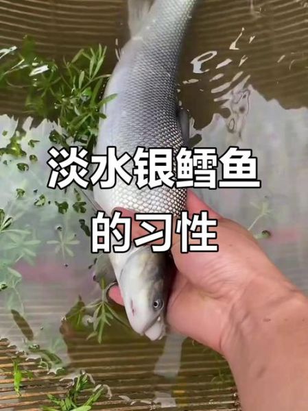 淡水银鳕鱼吃什么饵料_如何自制高效饵-第3张图片-山城妙识