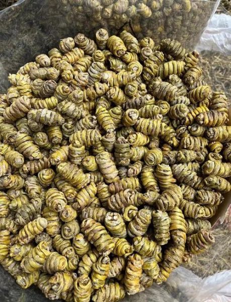 铁皮枫斗怎么吃_铁皮枫斗怎么泡-第1张图片-山城妙识 铁皮枫斗怎么吃_铁皮枫斗怎么泡-第1张图片-山城妙识