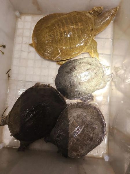 野生甲鱼多少钱一斤_野生甲鱼价格行情-第3张图片-山城妙识