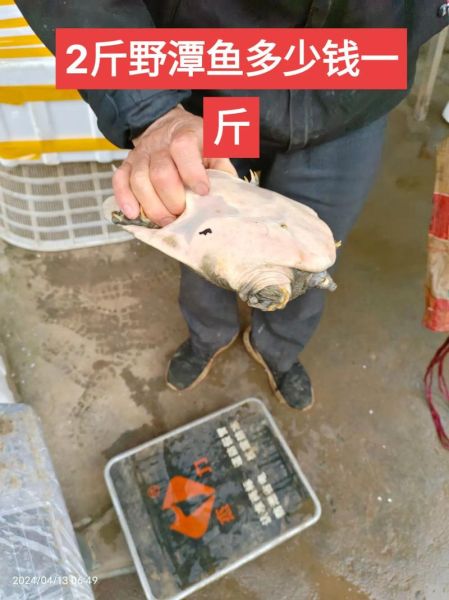野生甲鱼多少钱一斤_野生甲鱼价格行情-第2张图片-山城妙识
