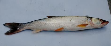 鳡鱼怎么读_鳡鱼是什么鱼-第1张图片-山城妙识