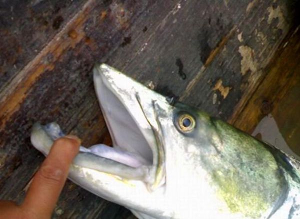 鳡鱼怎么读_鳡鱼是什么鱼-第3张图片-山城妙识