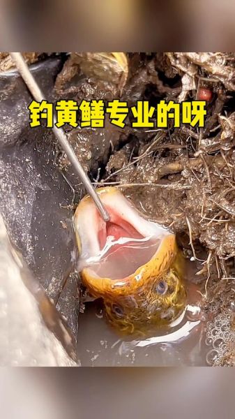 钓黄鳝用什么饵料_晚上几点最容易钓到-第3张图片-山城妙识