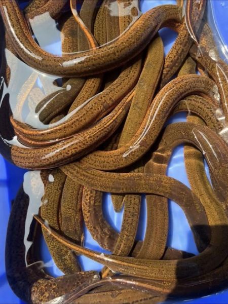 钓黄鳝用什么饵料_晚上几点最容易钓到-第2张图片-山城妙识