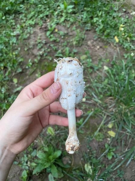 鸡腿菇长什么样_鸡腿菇图片特征-第3张图片-山城妙识 鸡腿菇长什么样_鸡腿菇图片特征-第3张图片-山城妙识