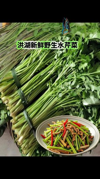 野生水芹菜怎么做好吃_野生水芹菜的做法大全-第3张图片-山城妙识