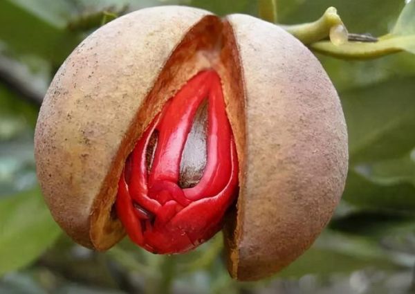 豆蔻之年是多少岁_豆蔻年华具体指几岁-第3张图片-山城妙识