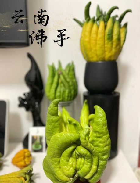 金华佛手哪里买正宗_金华佛手多少钱一斤-第1张图片-山城妙识 金华佛手哪里买正宗_金华佛手多少钱一斤-第1张图片-山城妙识