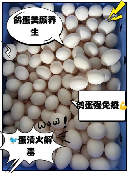 鸽子蛋怎么做好吃_鸽子蛋的营养价值-第3张图片-山城妙识