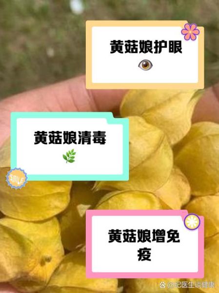 黄菇娘的功效与作用_黄菇娘怎么吃效果最好-第1张图片-山城妙识 黄菇娘的功效与作用_黄菇娘怎么吃效果最好-第1张图片-山城妙识